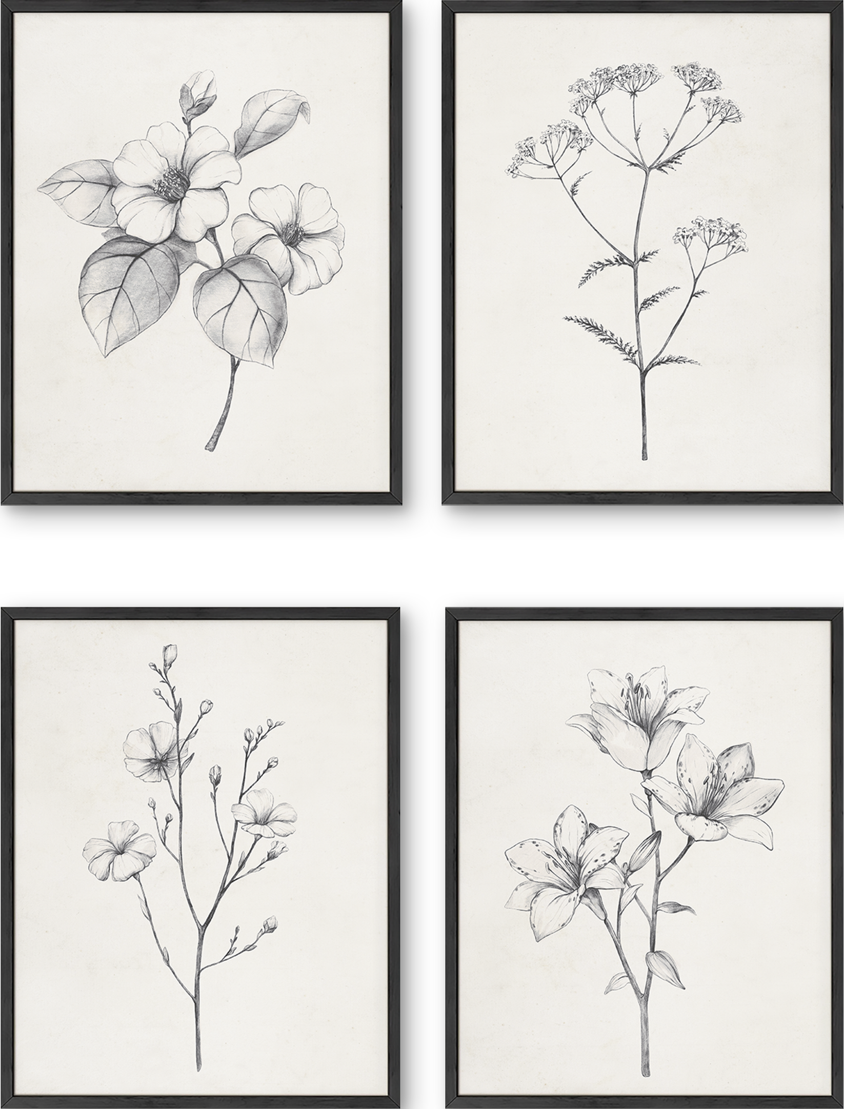 Antique floral drawings – Haus and Hues
